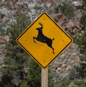 Caltrans Moving Forward with Mono County Wildlife Crossing Project ...